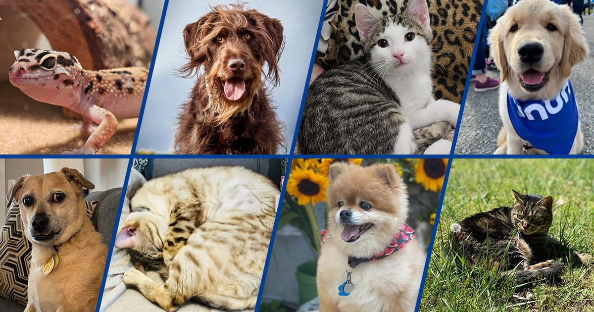 Unum Group launches Unum Pet Insurance